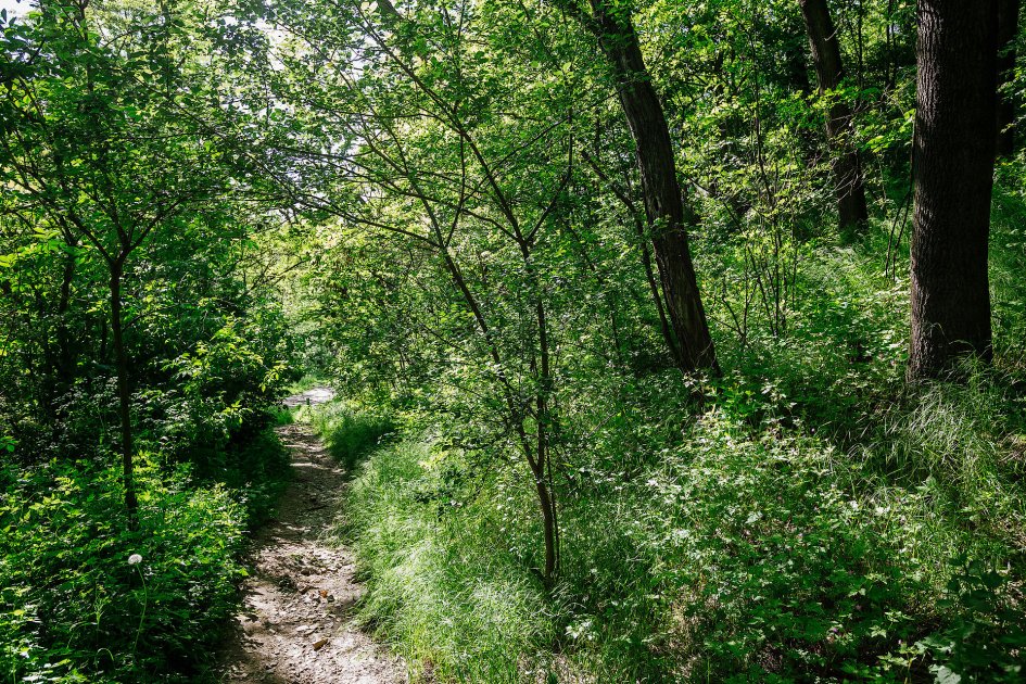 IPR Praha: Zeleň a ÚSES